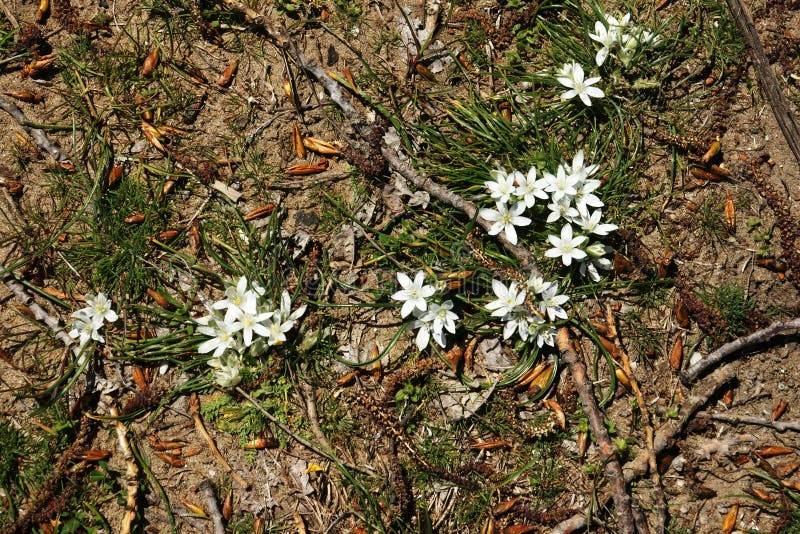 First flowers stock photo. Image of light, fresh, life - 52793814