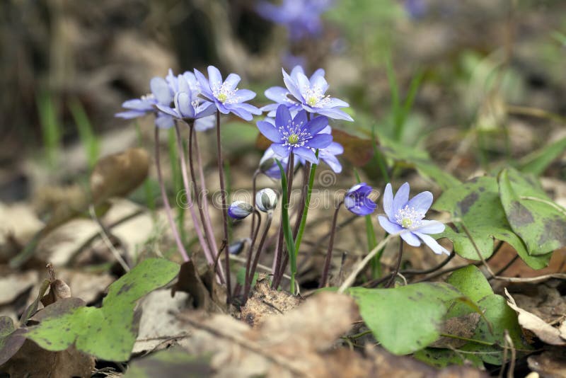 The First Flowers Growing in Forests Stock Photo - Image of natural ...