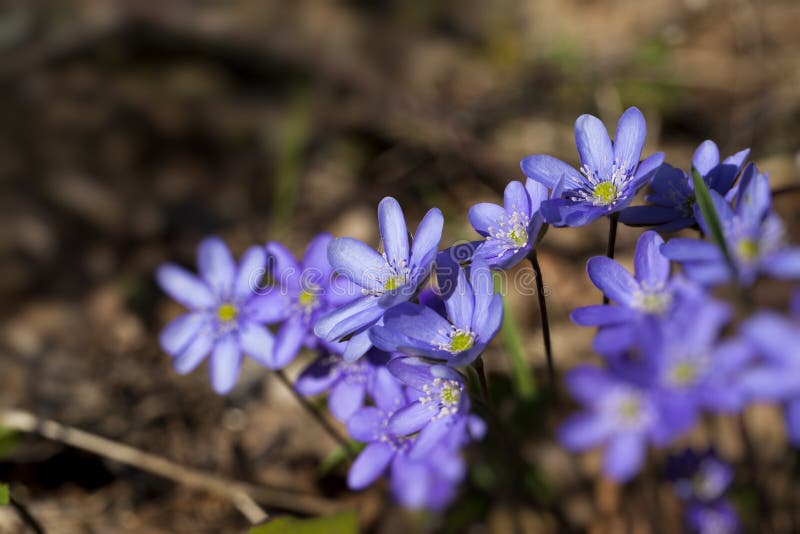 The First Flowers Growing in Forests Stock Image - Image of spring ...