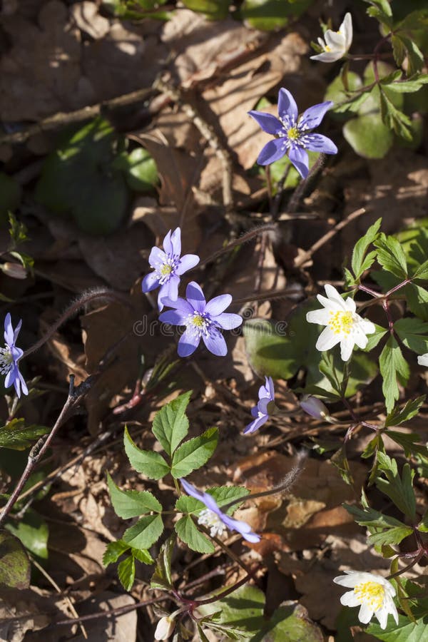 The First Flowers Growing in Forests Stock Photo - Image of foliage ...