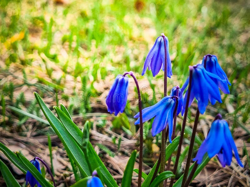 First Flowers of Hepatica in Woods in Early Spring. Small Blue Flower ...