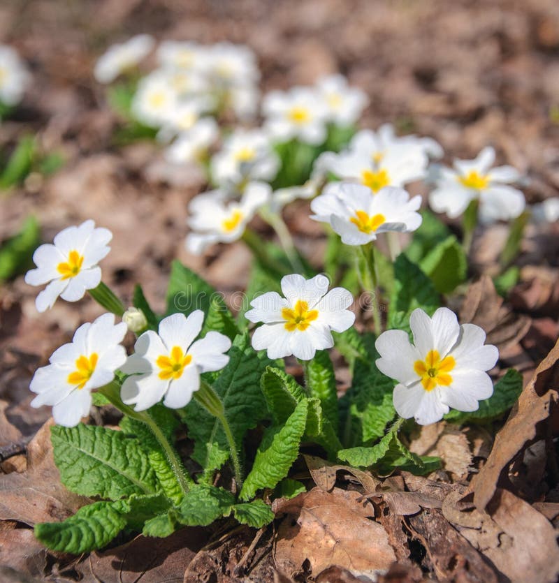 First flowers of fruits stock image. Image of polish - 168159357