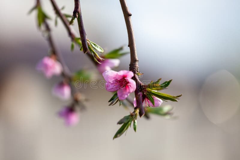First Flowers and Leaves on the Peach Branch Stock Photo - Image of ...