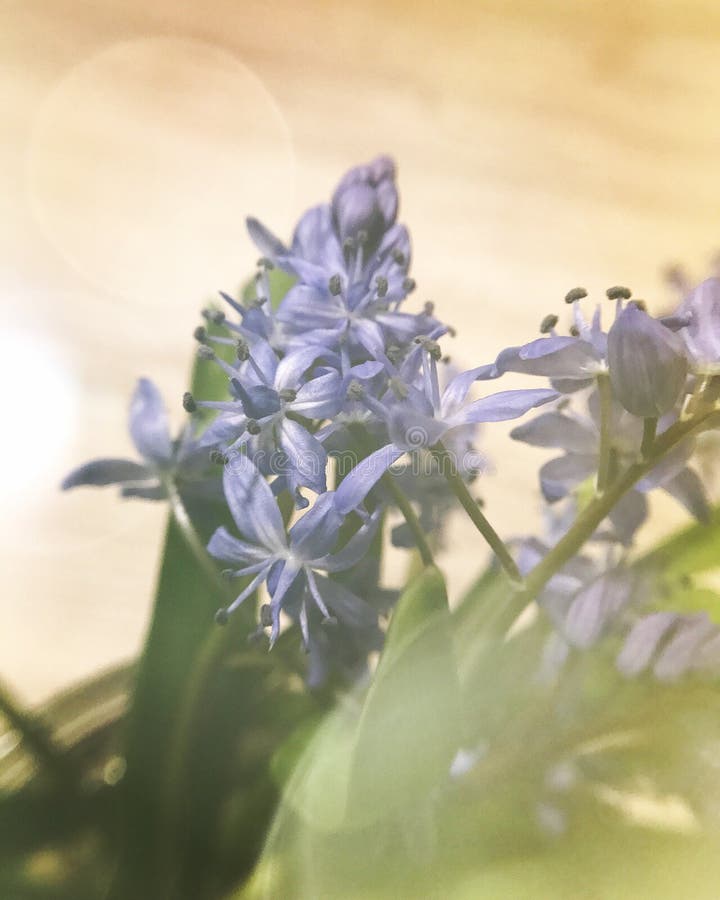 First flowers of spring stock photo. Image of growth - 91877912