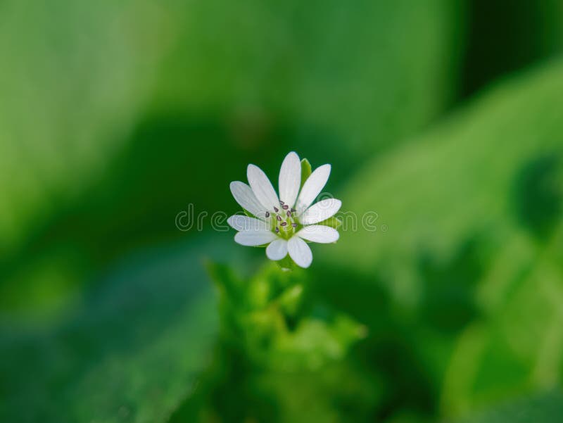 The First Flowers of Spring Stock Image - Image of green, enchanted ...