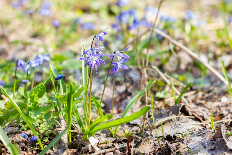 The First Flowers of Spring. Blue Delicate Fragile Flowers in the ...