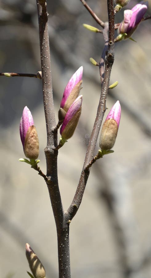 First pink buds of spring stock image. Image of flower - 52429803