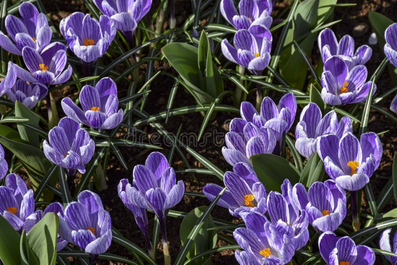 The First Flowers of Spring: the Crocuses. Stock Photo - Image of ...