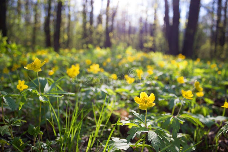 First flowers in spring stock photo. Image of forest - 105575938