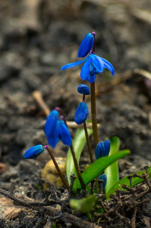 First flowers stock photo. Image of beautiful, garden - 51878146