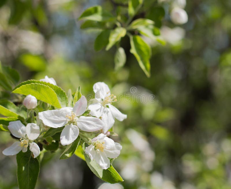 The First Flowers in the Spring Garden. Stock Photo - Image of spring ...