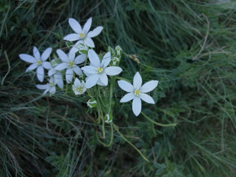 First Flowers of Spring in the Garden Stock Image - Image of garden ...