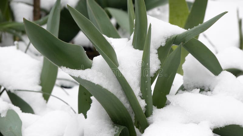 First Flowers of Spring Growing through Snow. First Snow Fell Stock ...