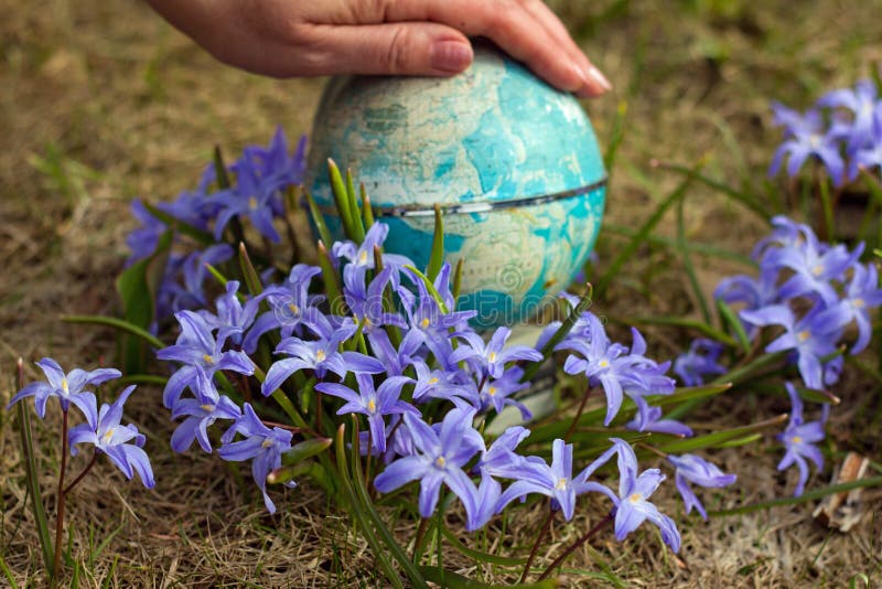 The first flowers stock photo. Image of hand, earth, fauna - 59272978