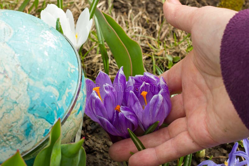 The First Flowers in Spring Stock Image - Image of earth, planet: 59272989