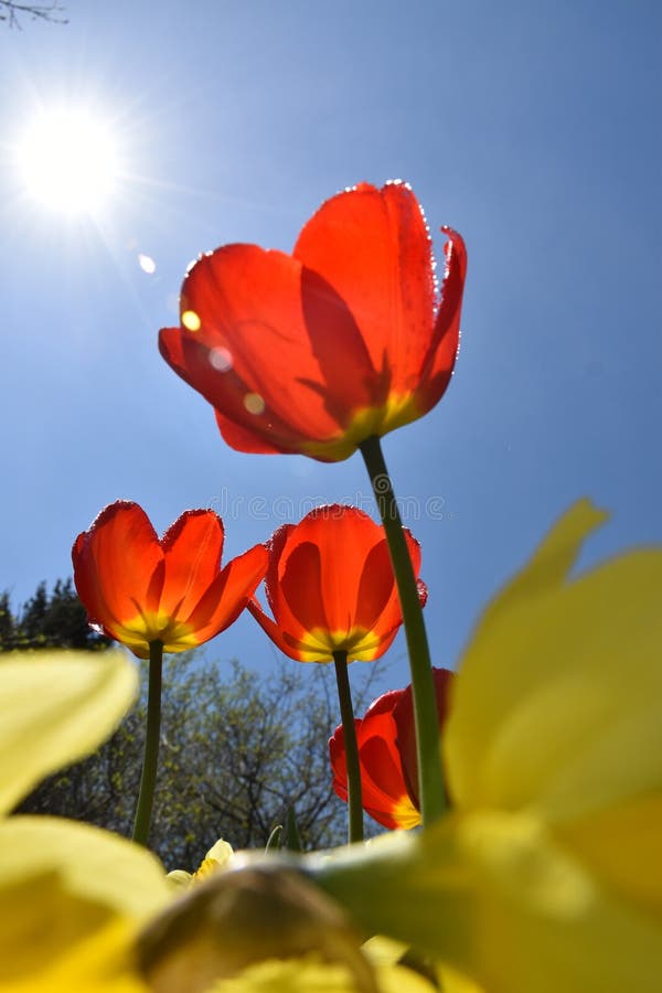 The First Flowers in Spring Stock Image - Image of lily, poppy: 337335517