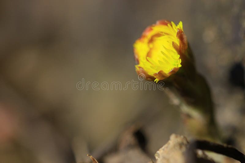 First flowers of spring stock photo. Image of light, melting - 60343750
