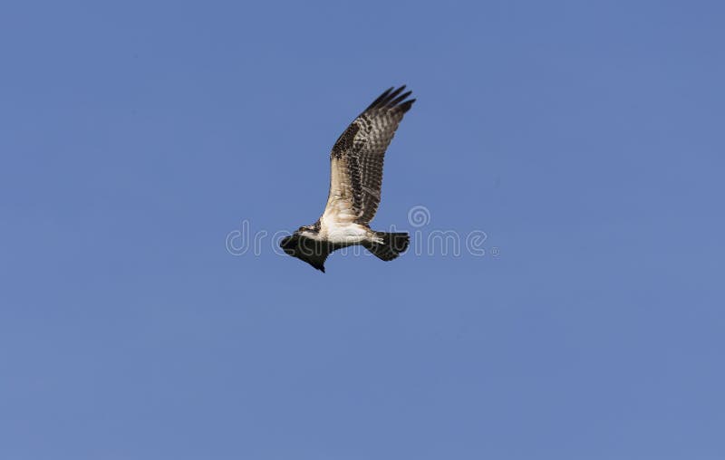 First Fly. the Young Osprey for the First Time Left the Nest and Flew ...