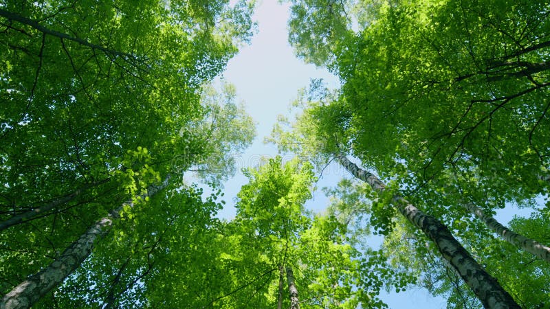 First Foliage on the Tree Crowns in Deciduous Forest by Spring. View ...