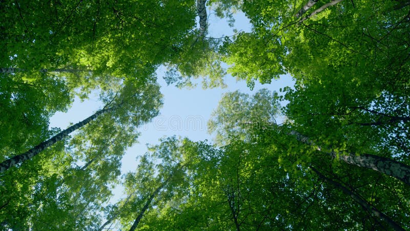 First Foliage on the Tree Crowns in Deciduous Forest by Spring. View ...