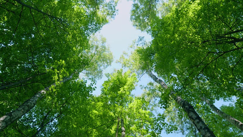 First Foliage on the Tree Crowns in Deciduous Forest by Spring. View ...