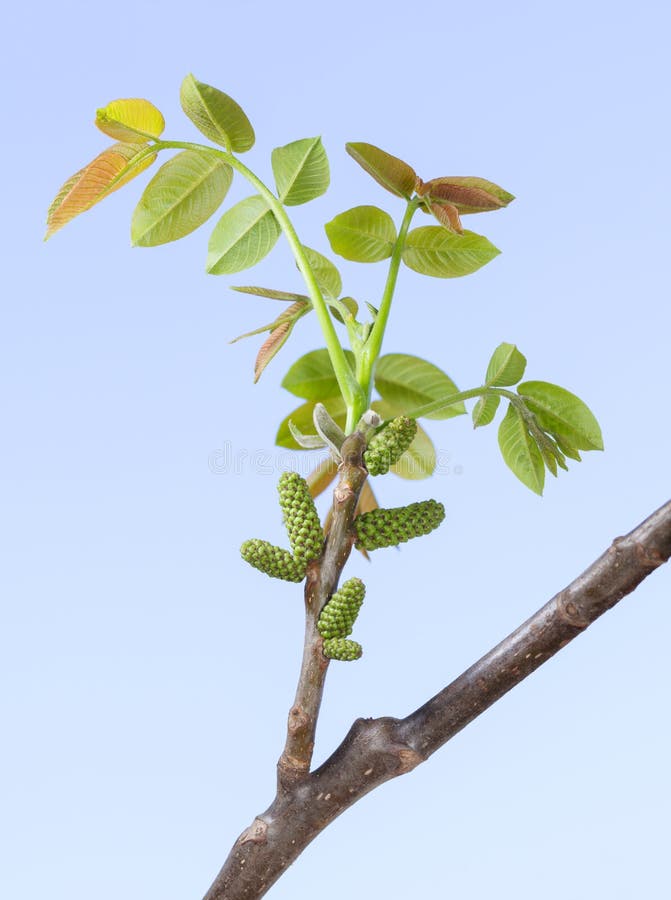 Walnut tree budding brunch stock image. Image of seasonal - 27408259
