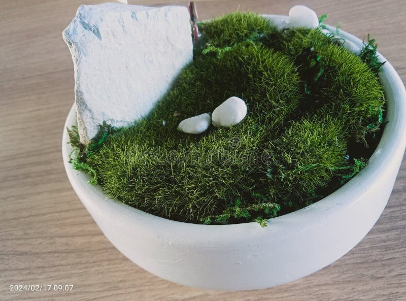 First and Foremost, the Visual Appeal of Beautiful Moss is Simply ...