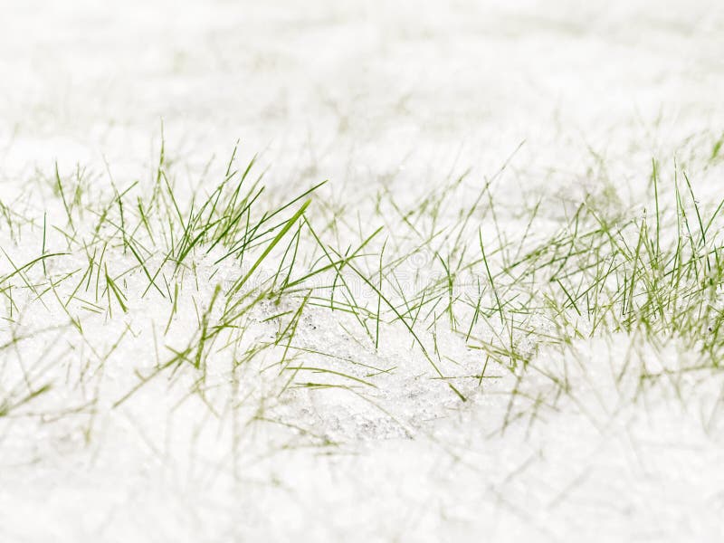 The First Forest Grass Breaking through the Snow Under the Sunlight ...