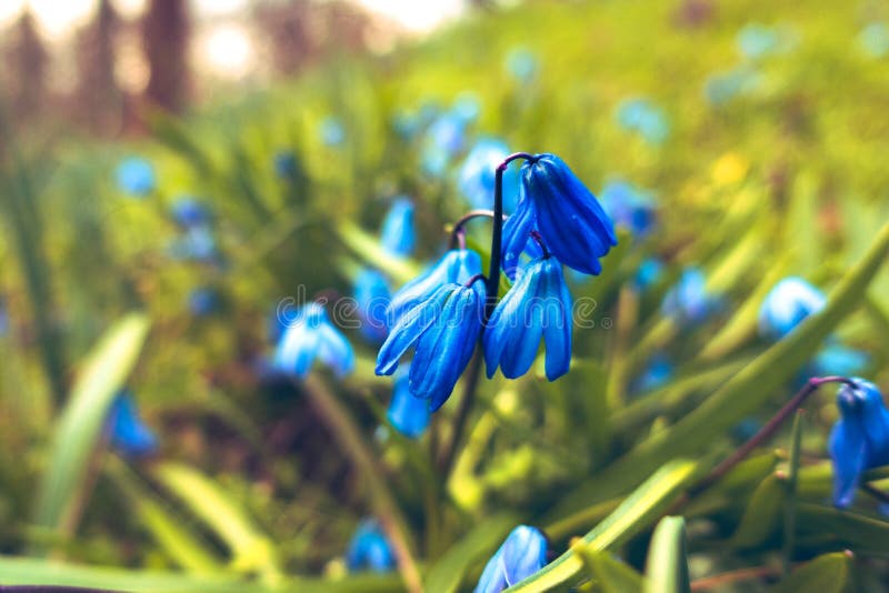 The First Forest Spring Flowers are Blue Stock Image - Image of floral ...