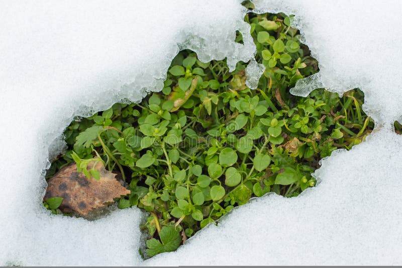 The First Fresh Green Grass Could Be Seen from Under the Snow Stock ...