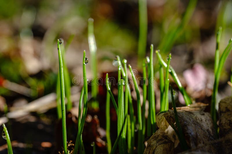 First Fresh Green Grass Sprouts in Spring Stock Photo - Image of grass ...