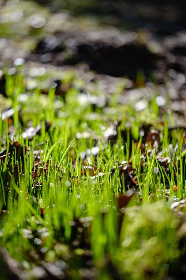First Fresh Green Grass Sprouts in Spring Stock Image - Image of green ...