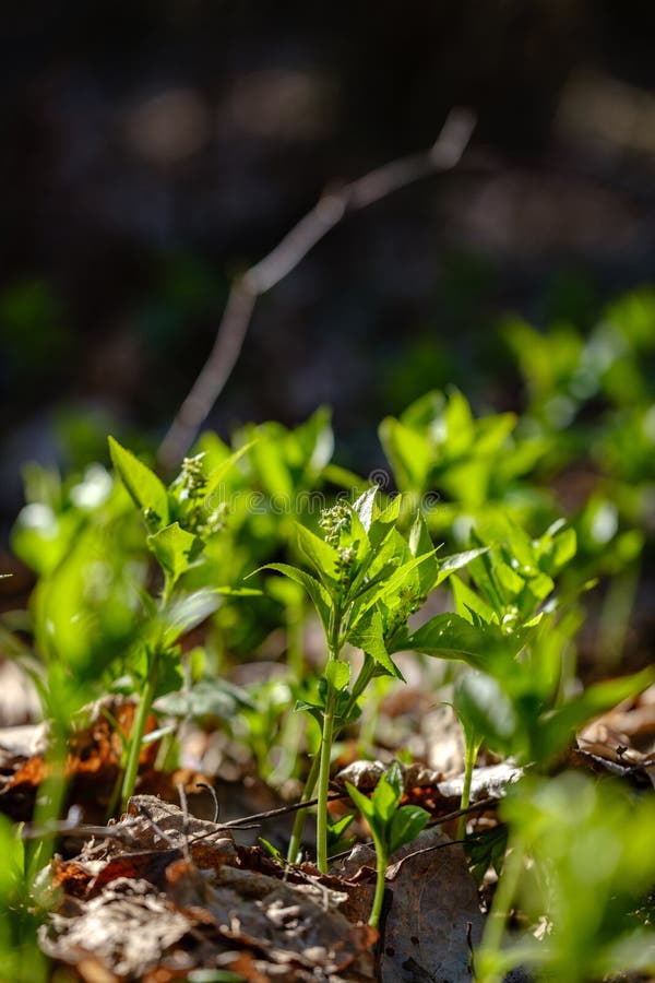 First Fresh Green Grass Sprouts in Spring Stock Photo - Image of ...