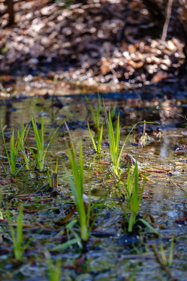 First Fresh Green Grass Sprouts in Spring Stock Photo - Image of making ...