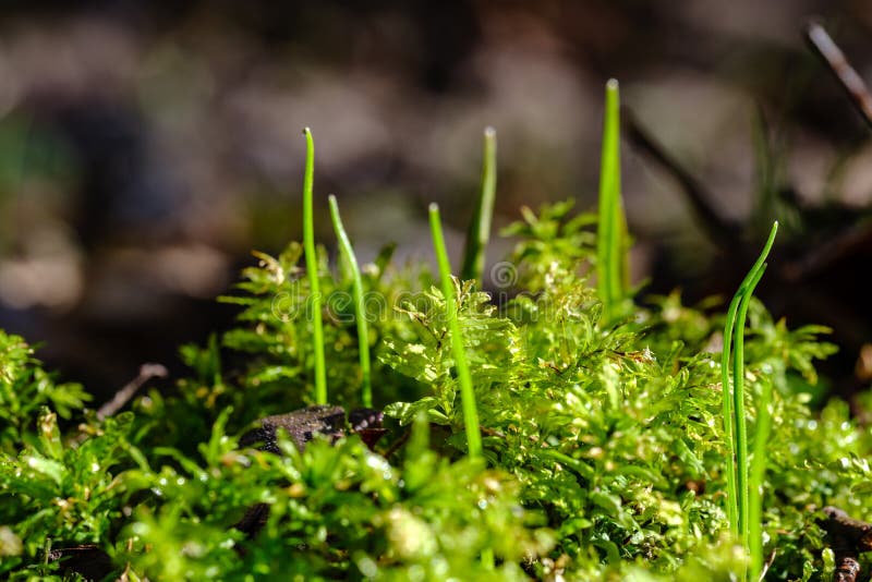 First Fresh Green Grass Sprouts in Spring Stock Photo - Image of green ...