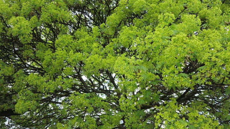The First Fresh Green Leaves in Spring Stock Photo - Image of closeup ...