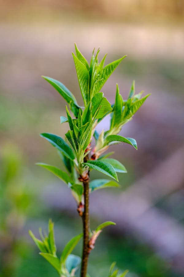 First Fresh Green Leaves on Trees in Spring Stock Photo - Image of ...