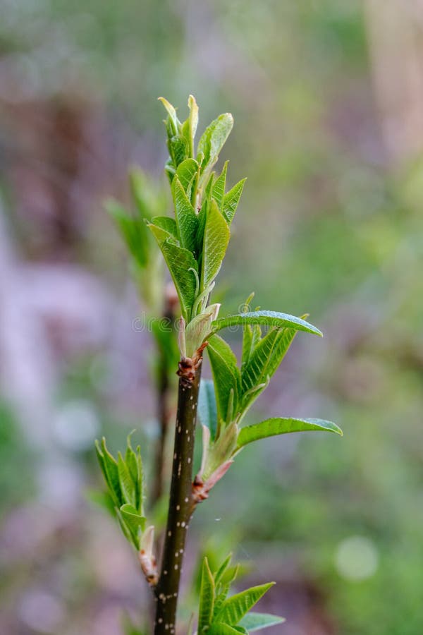 First Fresh Green Leaves on Trees in Spring Stock Image - Image of ...