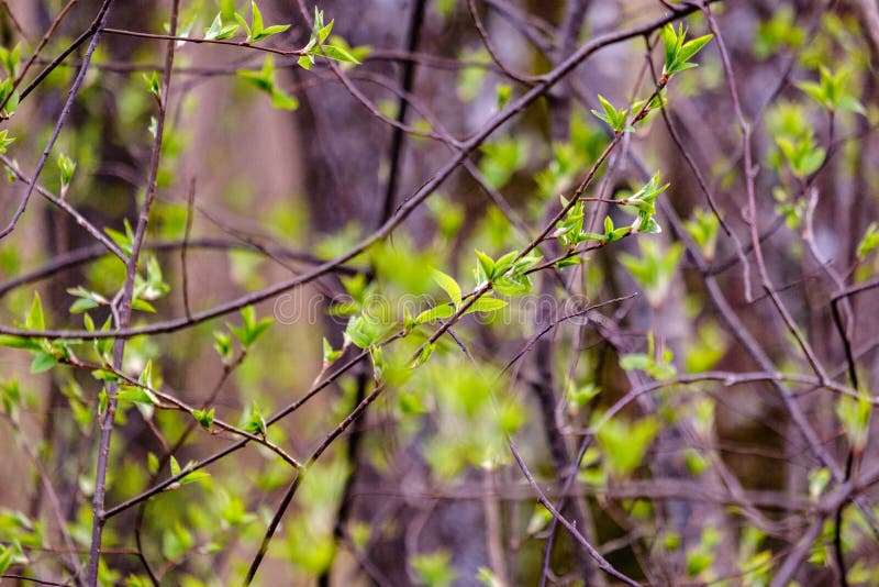 First Fresh Green Leaves on Trees in Spring Stock Photo - Image of ...
