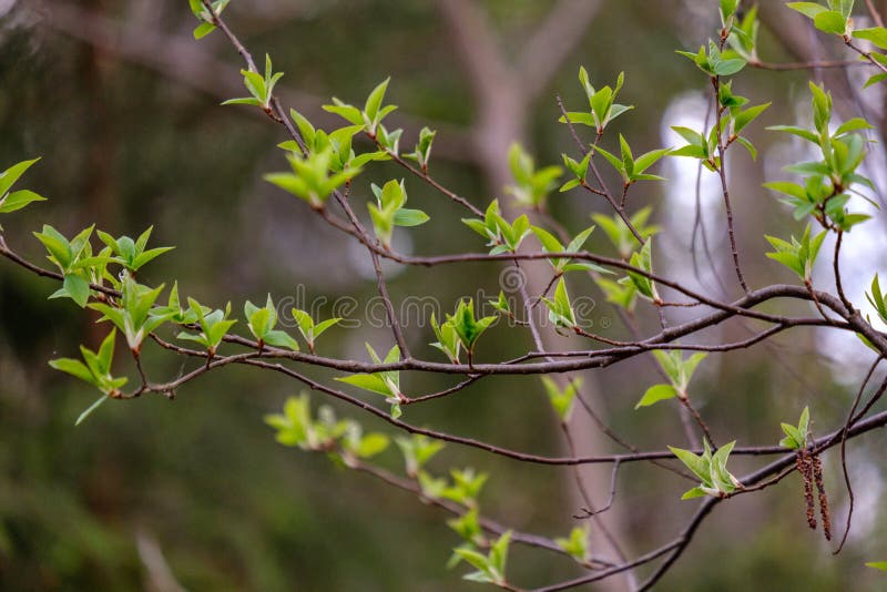 First Fresh Green Leaves on Trees in Spring Stock Photo - Image of leaf ...