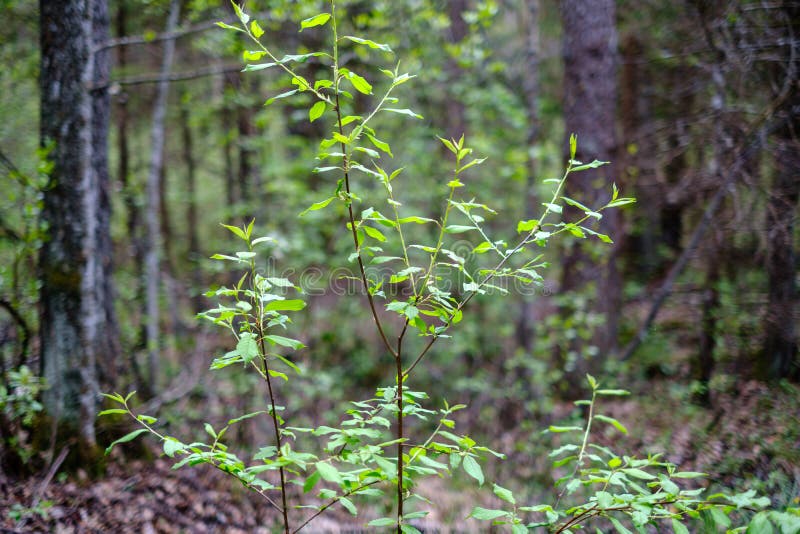 First Fresh Green Leaves on Trees in Spring Stock Photo - Image of ...