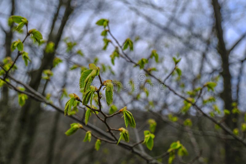 First Fresh Leaves on the Tree Across Branches, and Trees in Soft ...