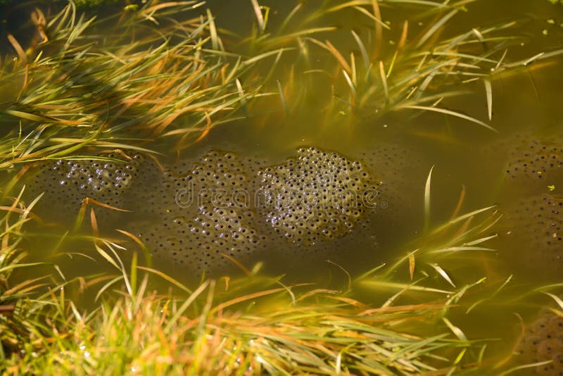 First frogspawn stock image. Image of early, springtime - 37906103