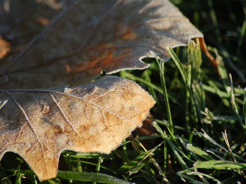 First Frost stock photo. Image of brisk, change, landscaping - 1423118