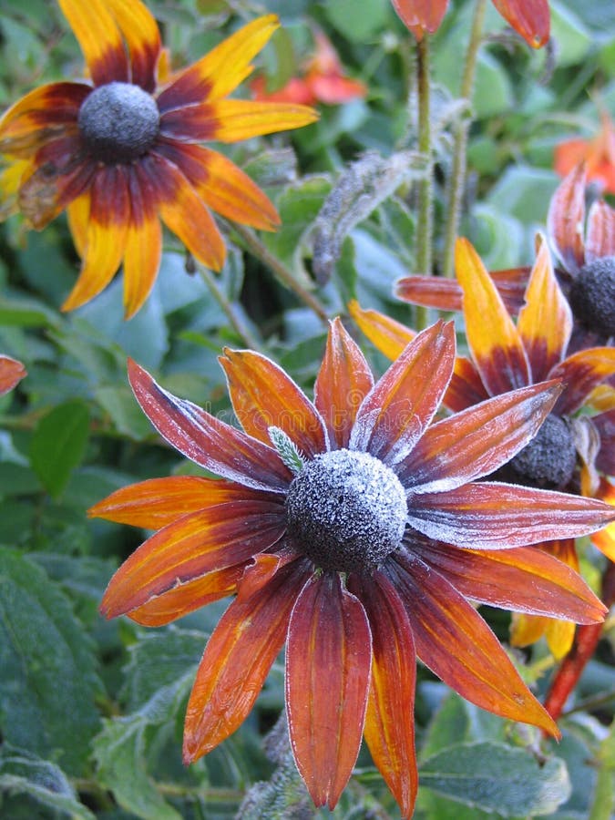 The first frost stock image. Image of outdoors, thawing - 1520201