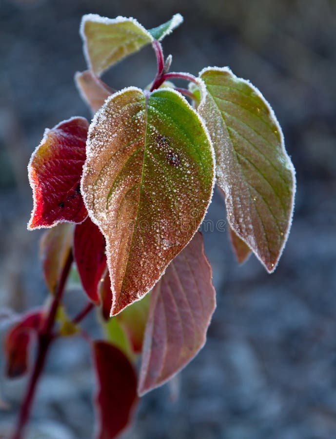 First Frost stock photo. Image of vegetation, frozen - 21948424