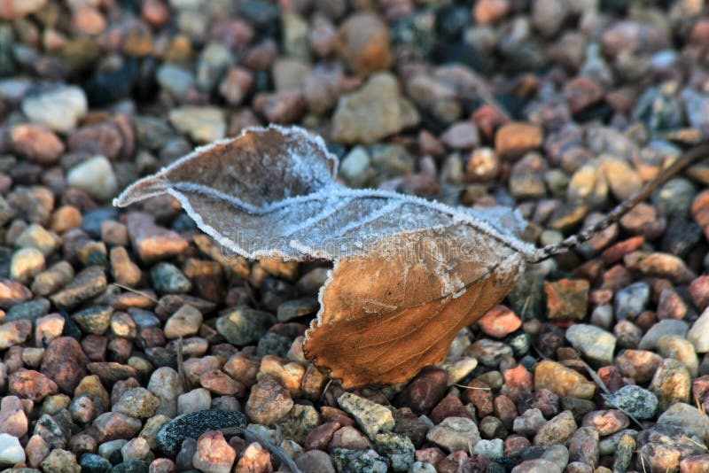 First Frost stock image. Image of leaf, outdoors, season - 26794321