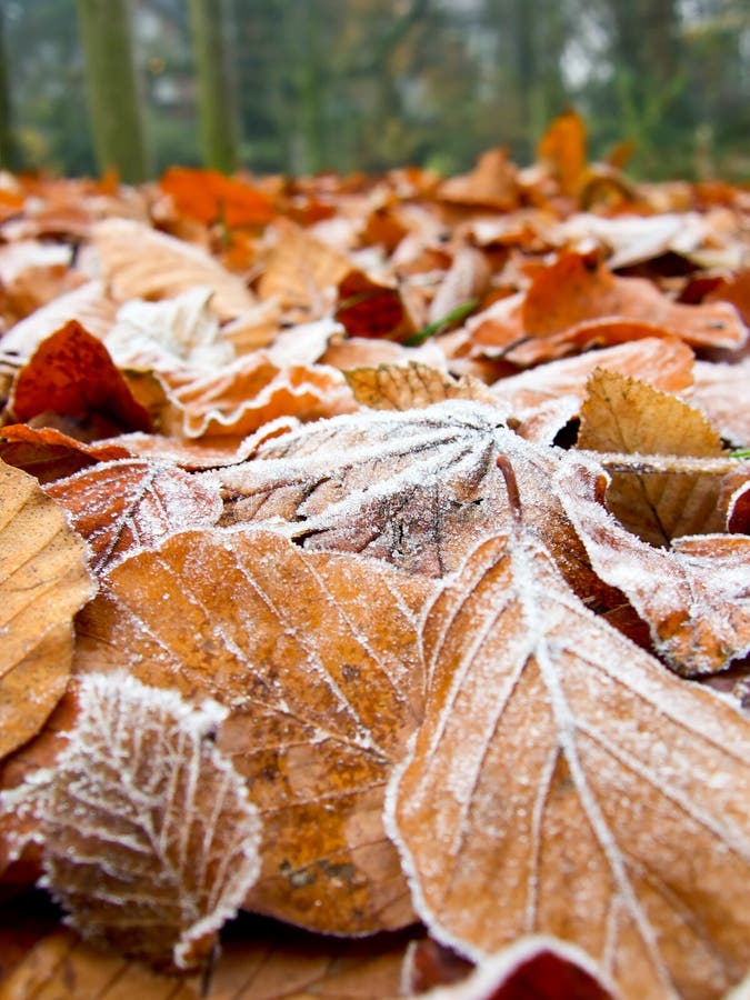 First frost stock image. Image of winter, fall, white - 3797941