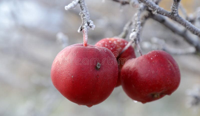 First frost on an apples stock image. Image of growth - 63448655