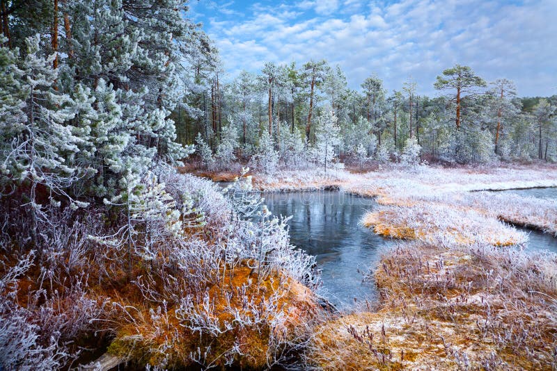 First Frost in the Autumn Forest Stock Image - Image of scenic ...
